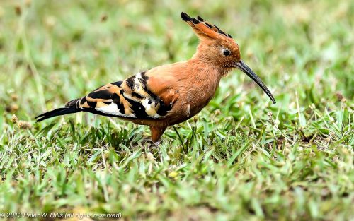 Hoopoe African (Upupa africana) - Cape East South Africa - World Bird ...