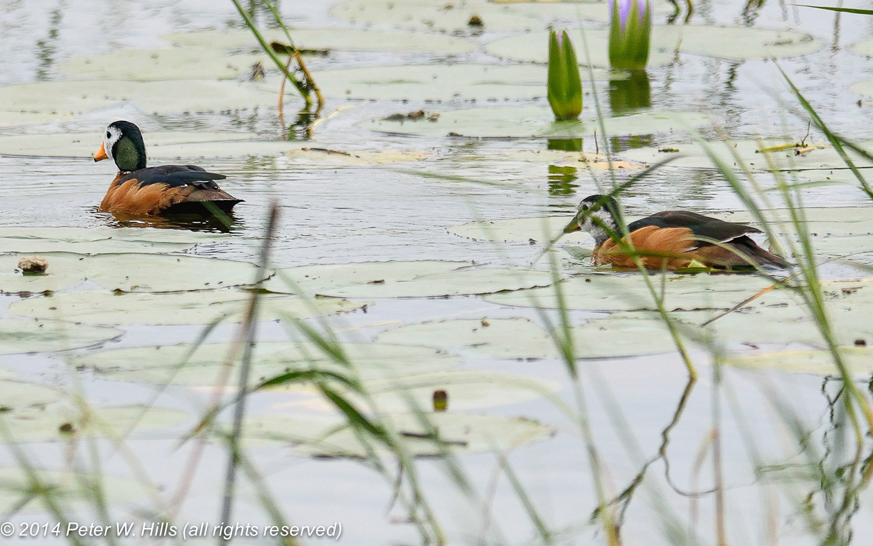 BOA06205ab Goose African Pygmy (m&f) 2 Awassa Ethiopia Dec14 PH1 ...