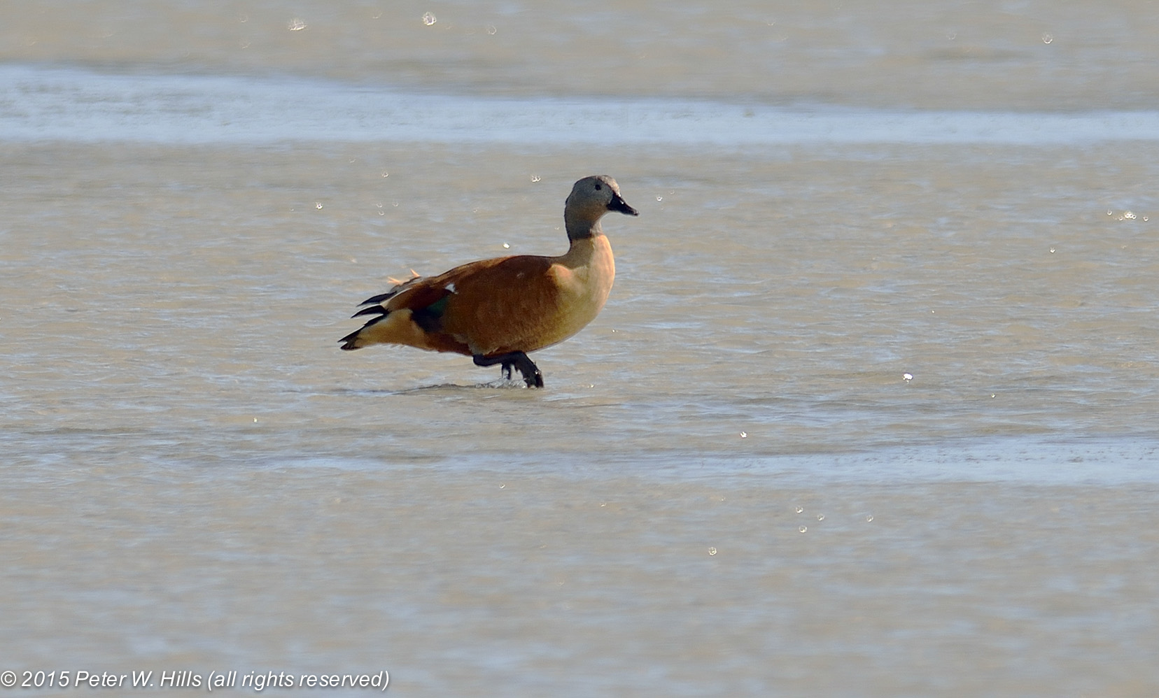 Shelduck South African (Tadorna cana) male endemic - Cape West South ...