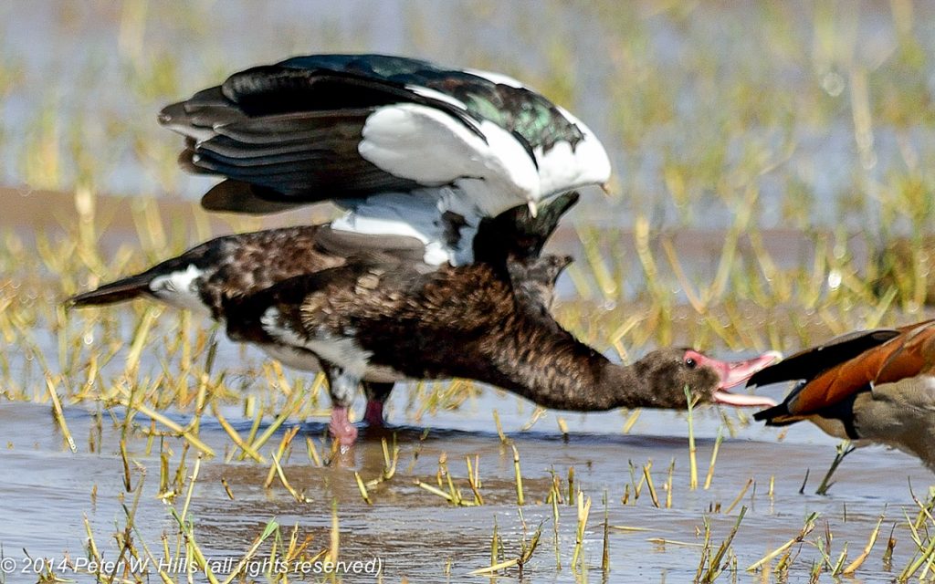 Goose Spur-Winged (Plectropterus gambensis) northern race juvenile ...