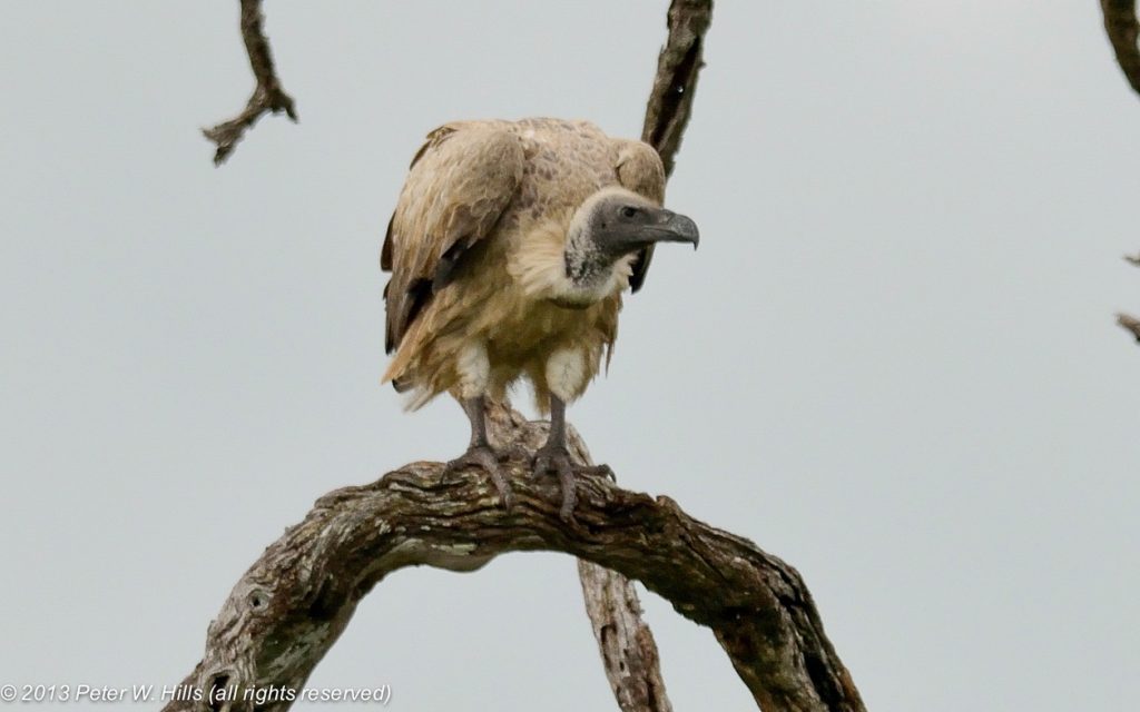Vulture Cape (Gyps coprotheres) - Kruger NP South Africa - World Bird ...