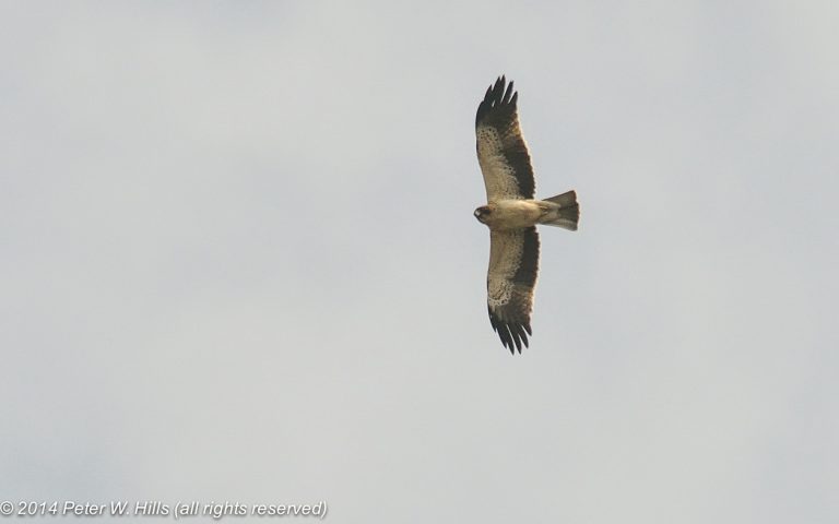 Eagle Booted (Hieraaetus pennatus) flying - Ethiopia - World Bird Photos