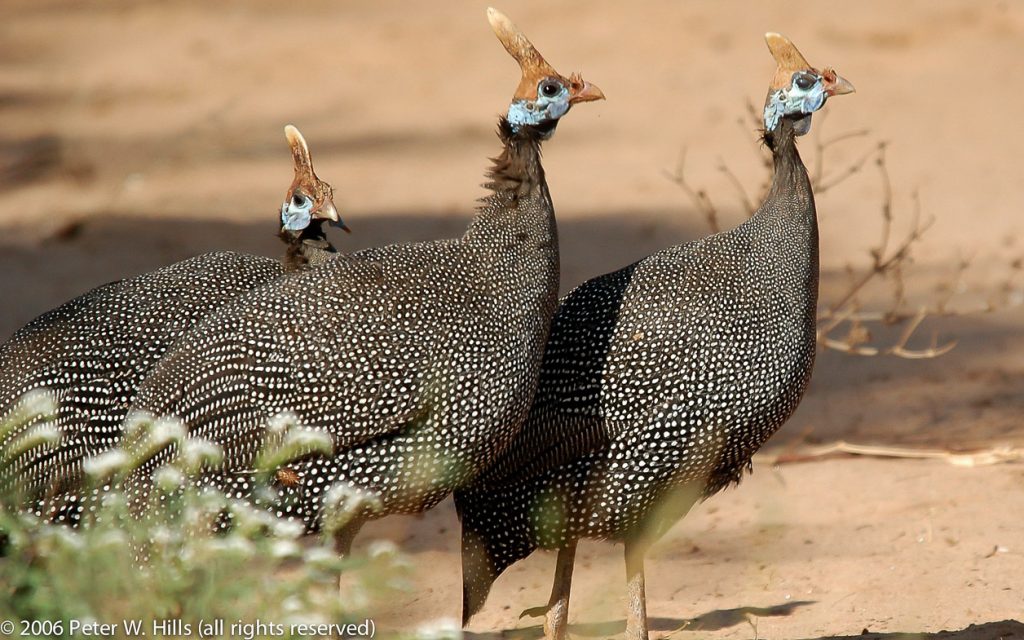 Guineafowl Archives - World Bird Photos