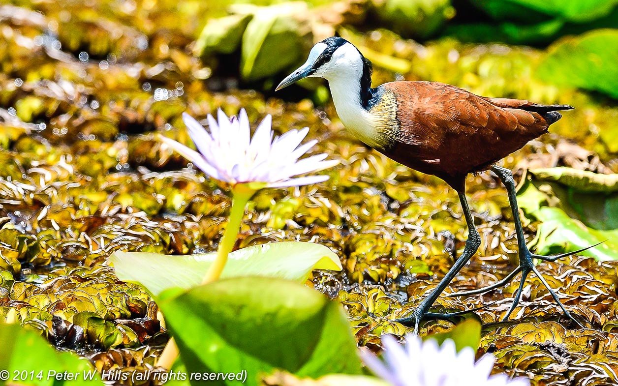 Jacana African (Actophilornis africanus) adult - Kenya - World Bird Photos