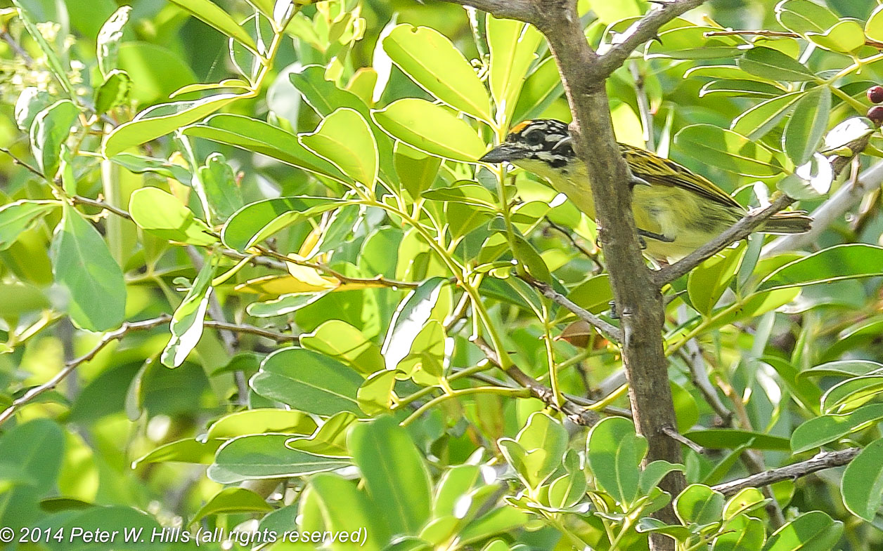 Tinkerbird Yellow-Fronted (Pogoniulus chrysoconus) - Gambia - World ...
