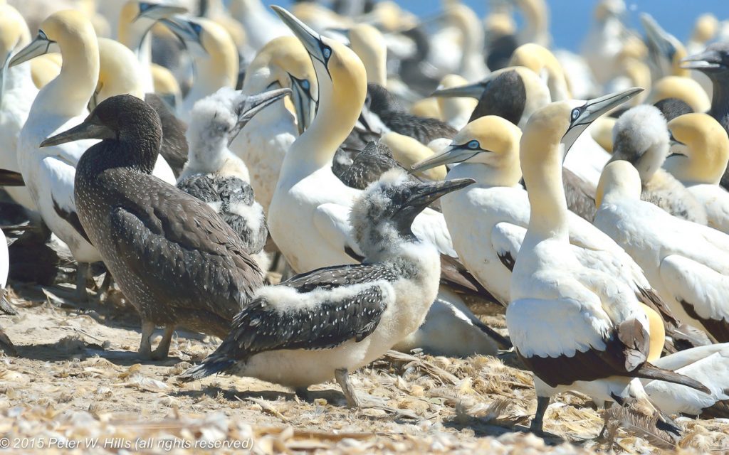 Gannet Cape (Morus capensis) adults & pullus - Lambert's Bay Cape West ...