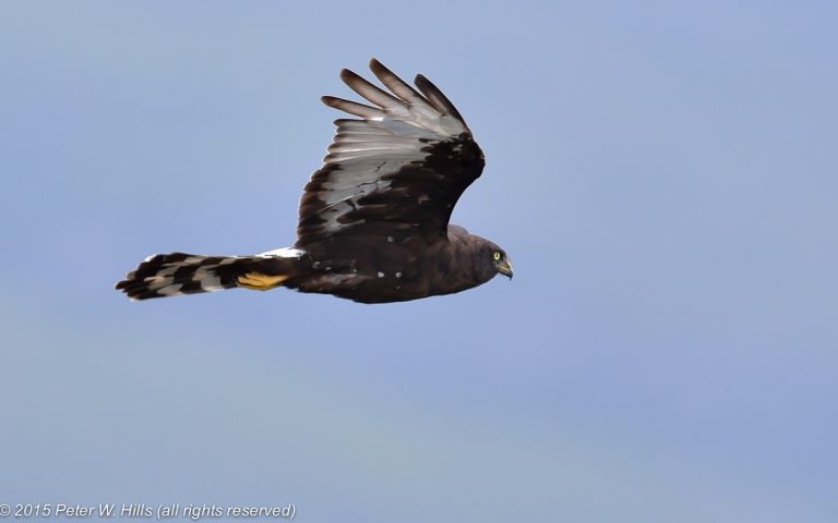 Harrier Black (Circus maurus) flying - Cape West South Africa - World ...
