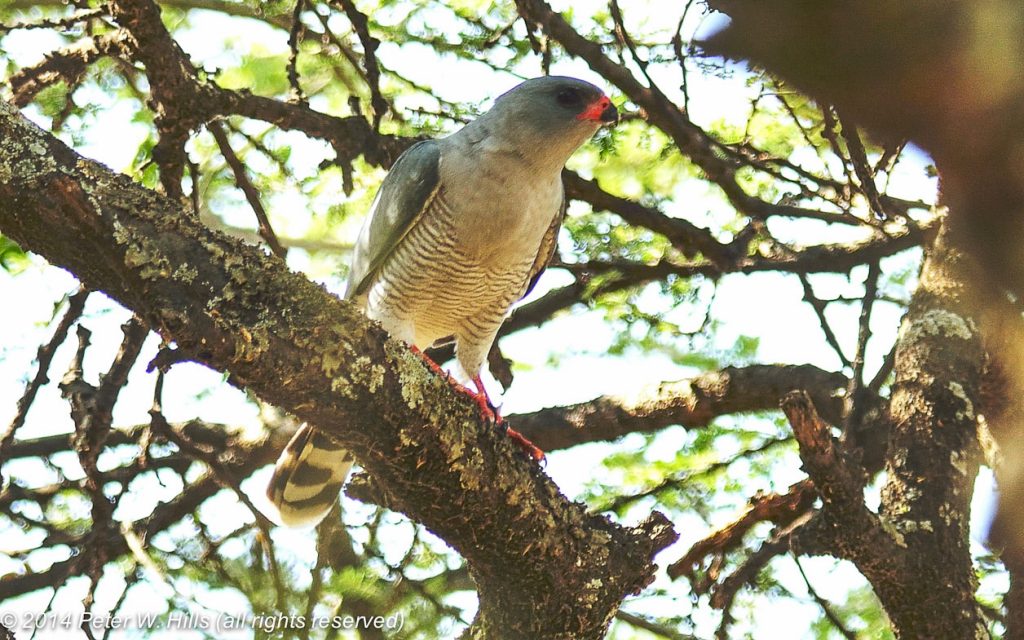 Goshawk Gabar (Micronisus gabar) - Ethiopia - World Bird Photos