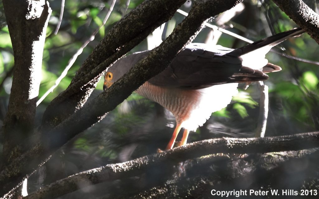 Goshawk African (Accipiter tachiro) - Cape West South Africa - World ...