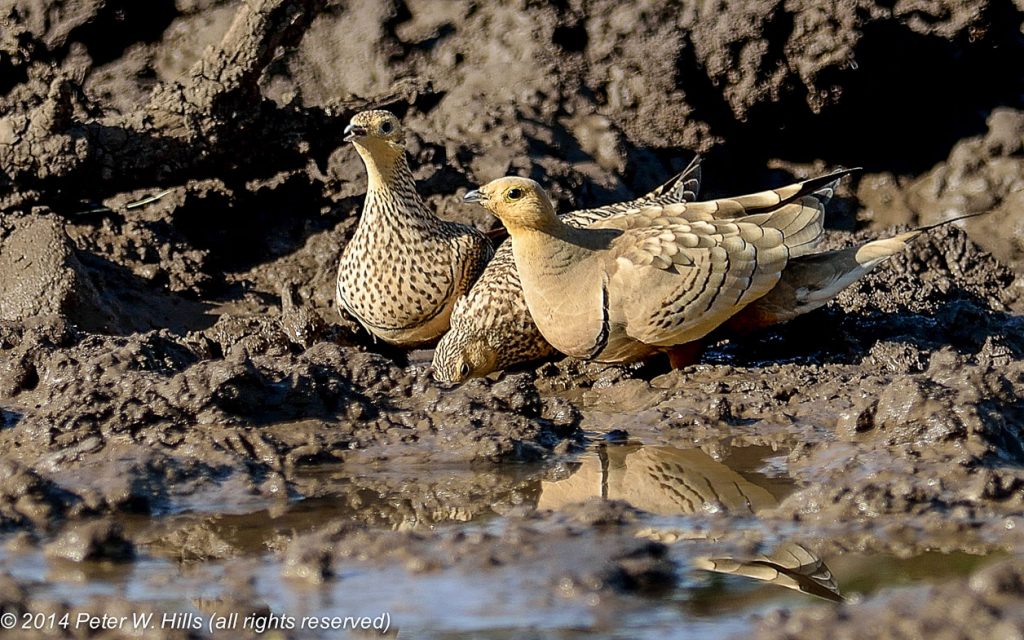 Sandgrouse Archives - World Bird Photos