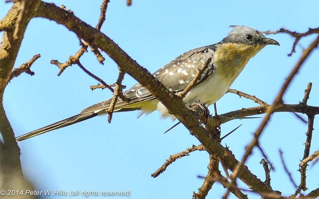 Cuckoo Great Spotted (Clamator glandarius) - Ethiopia - World Bird Photos
