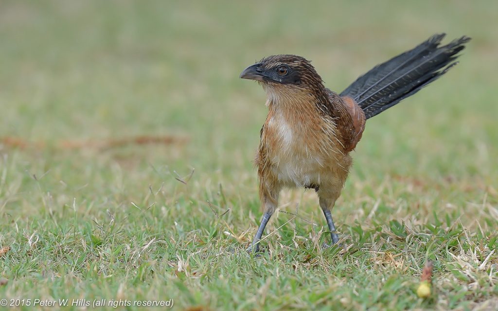 Coucal Burchell's (Centropus burchellii) juvenile - Cape West South ...