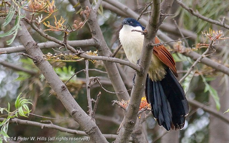Coucal Blue-Headed (Centropus monachus) - Ethiopia - World Bird Photos