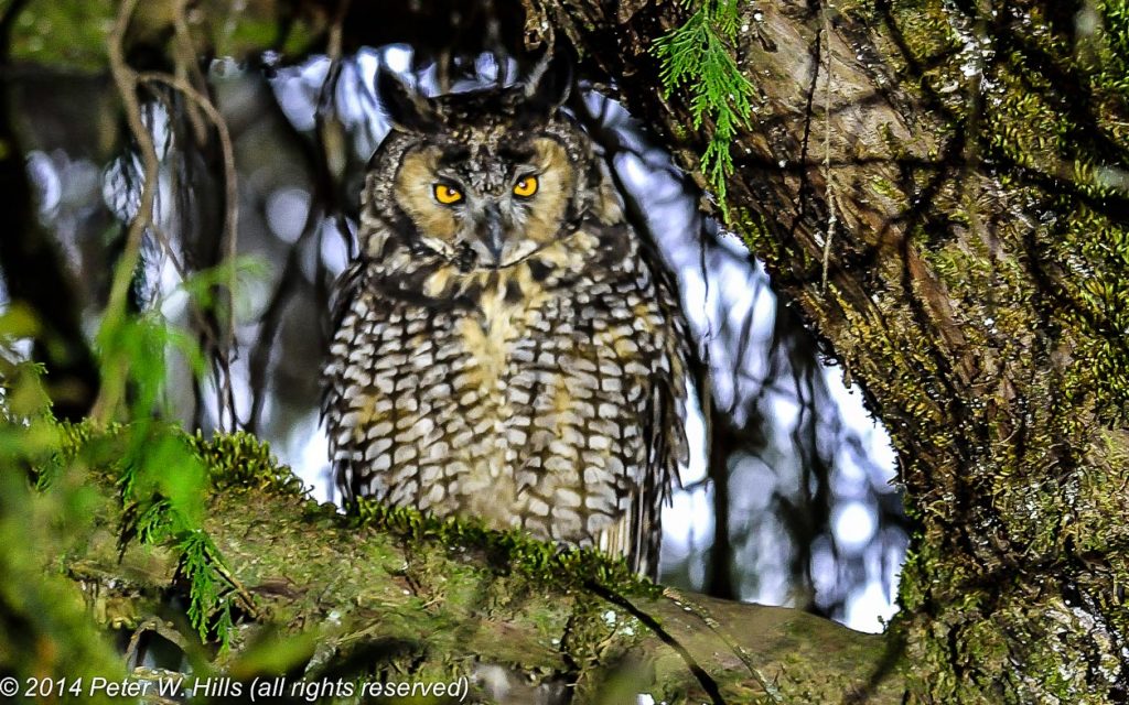 Owl Abyssinian (Asio abyssinicus) endemic - Ethiopia - World Bird Photos