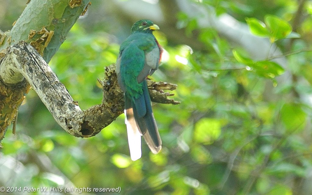 Trogon Narina (Apaloderma narina) - Ethiopia - World Bird Photos