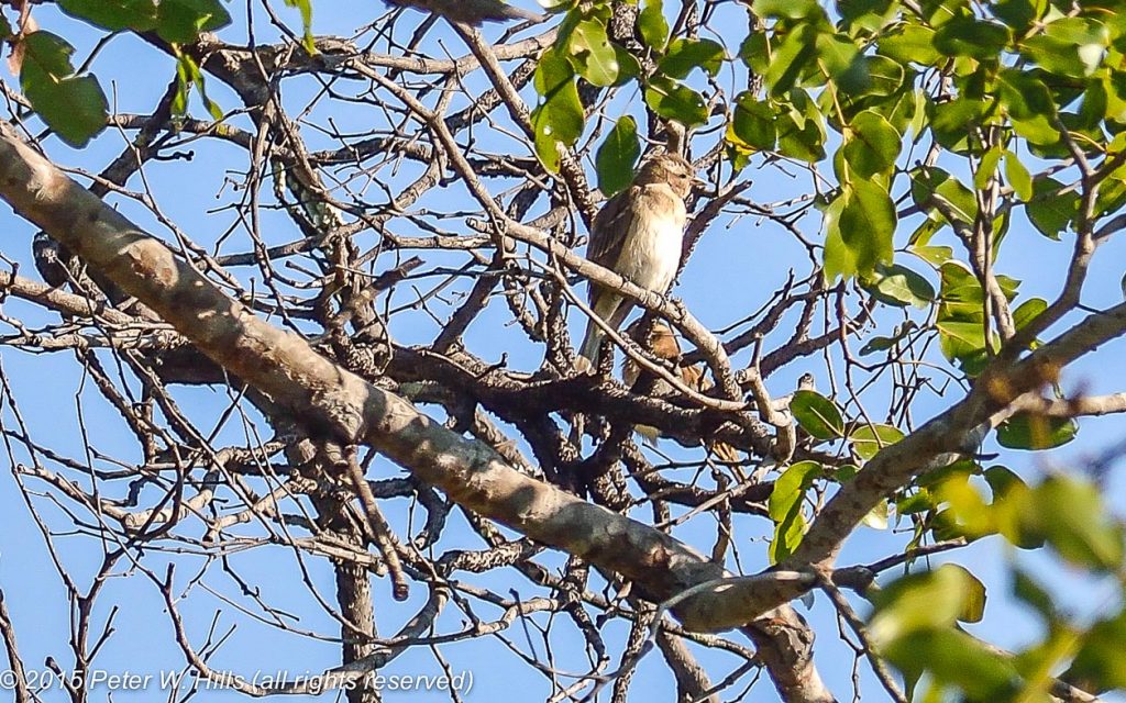 Petronia Archives - World Bird Photos