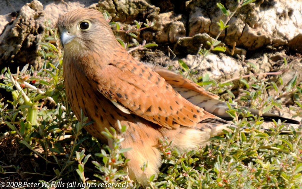 Kestrel Rock (Falco rupicolis) juvenile - Cape West South Africa ...