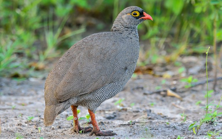 Spurfowl Red-Billed (Pternistis adspersus) - Botswana - World Bird Photos