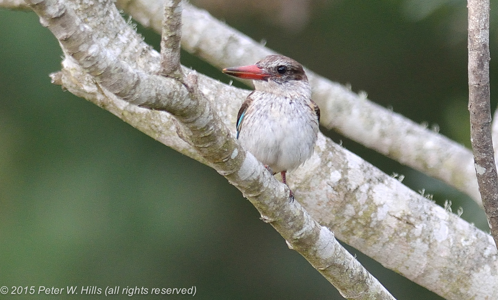 Kingfisher Striped (Halcyon chelicuti) - Cape West South Africa - World ...