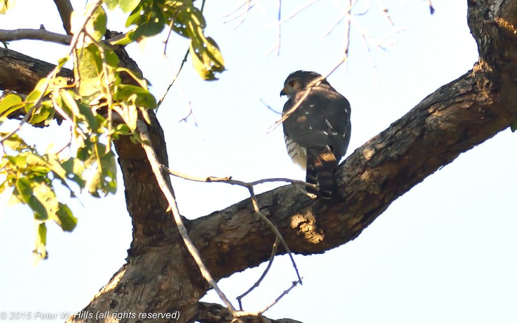 Goshawk Archives - World Bird Photos