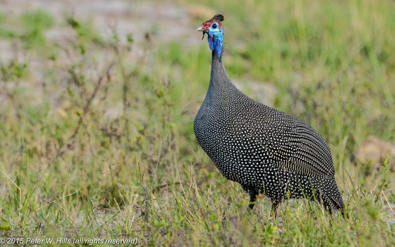 BOA11804a Guineafowl Helmeted 1 Chobe Botswana Apr15 PH1_2469 - World ...