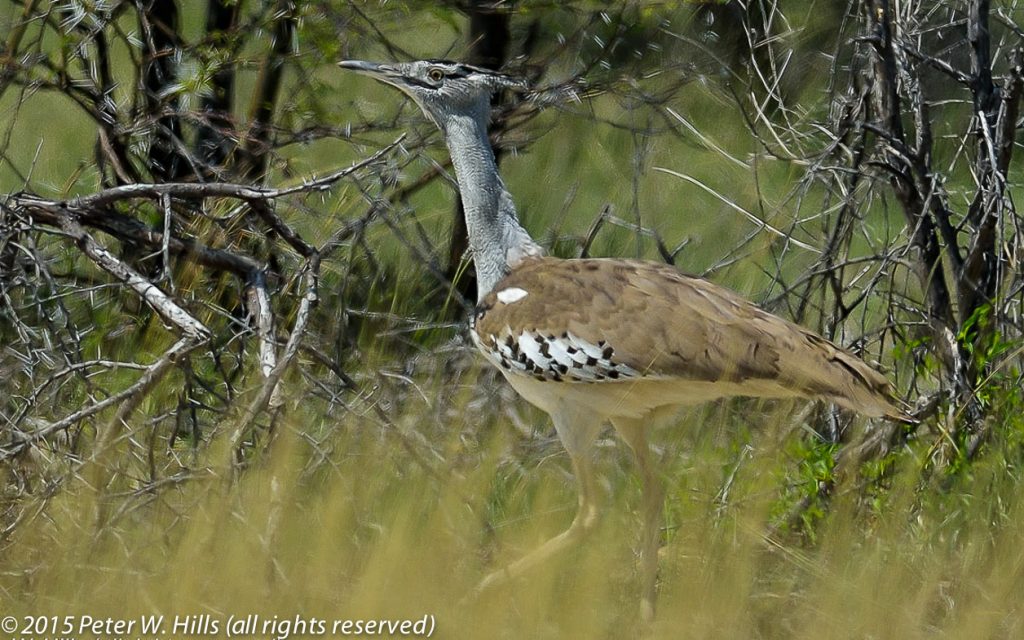Bustard Kori (Ardeotis kori) - Botswana - World Bird Photos
