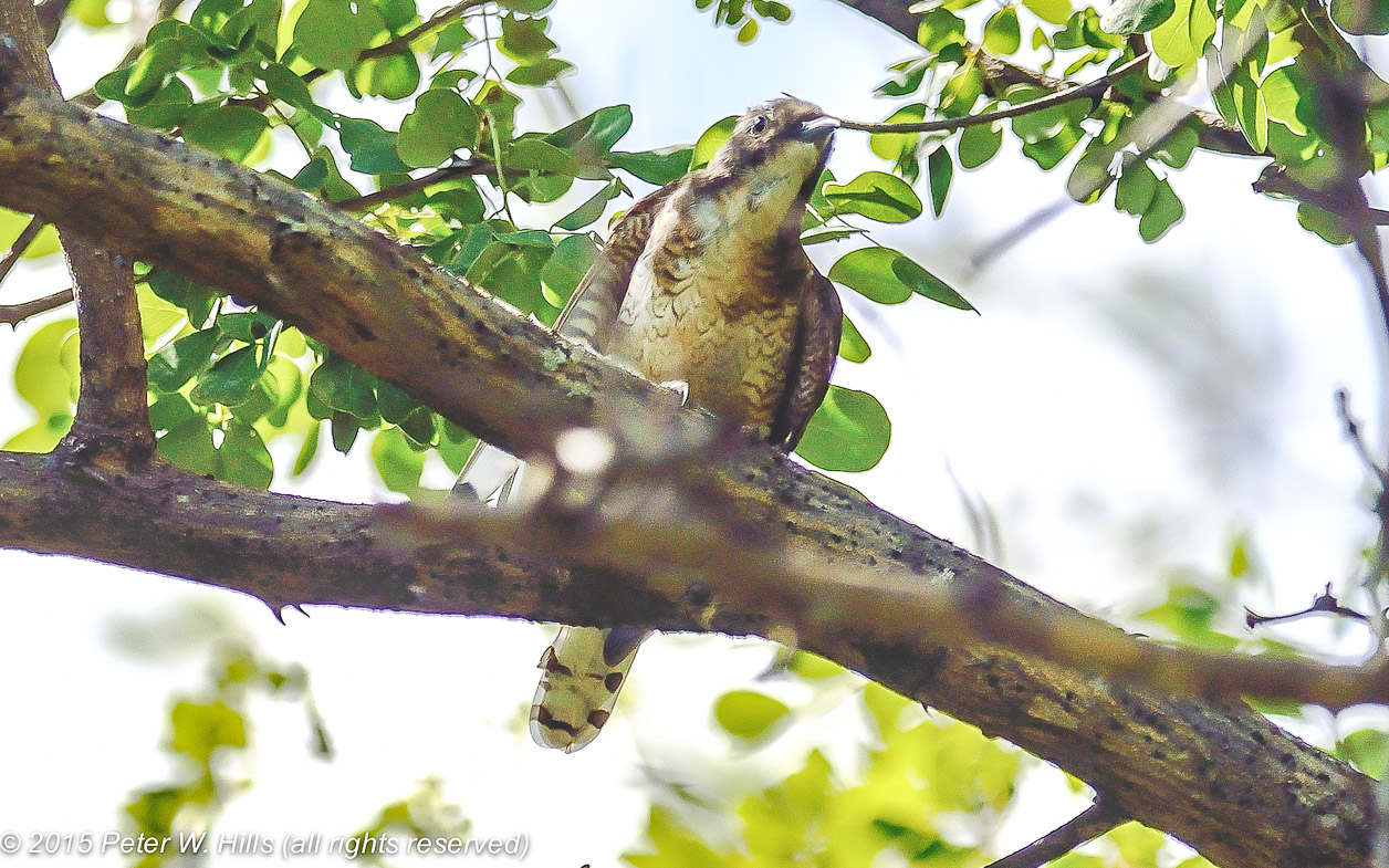 Cuckoo Diderick (Chrysococcyx caprius) female - Botswana - World Bird ...