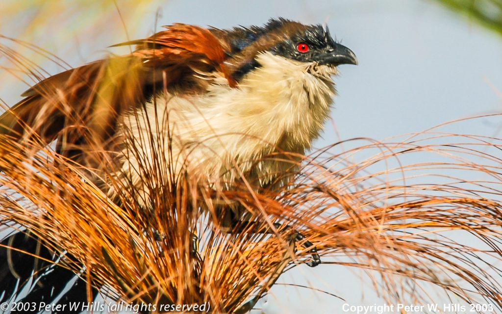 Coucal Coppery-tailed (Centropus cupreicaudus) - Botswana - World Bird ...
