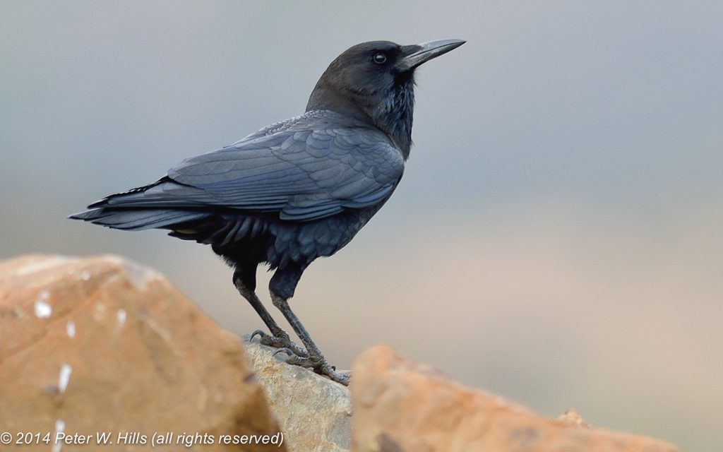 Crow Cape (Corvus capensis) - Ethiopia - World Bird Photos
