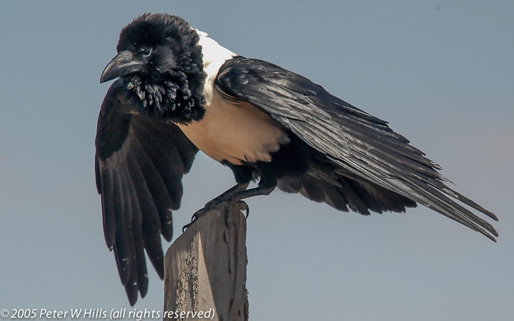 Crow Pied (Corvus albus) male - Kenya - World Bird Photos