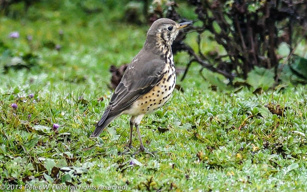 Thrush Groundscraper (Psophocichla litsitsirupa) - Ethiopia - World Bird Photos