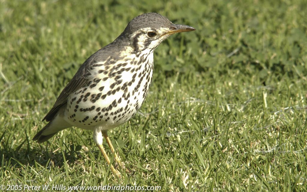 Thrush Groundscraper (Psophocichla litsitsirupa) - Namibia - World Bird Photos