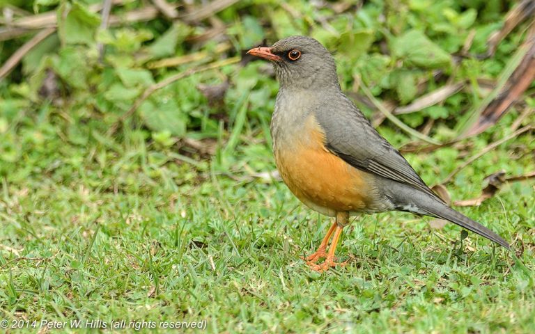 Thrush Abyssinian (Turdus abyssinicus) - Ethiopia - World Bird Photos