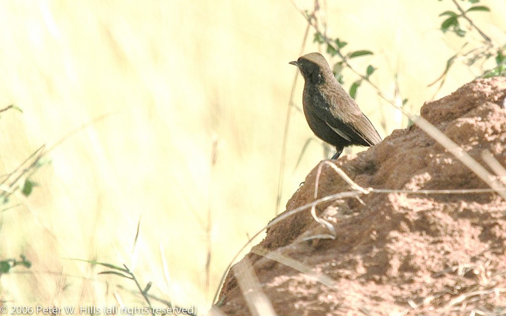 Chat Anteater (Northern) (Myrmecocichla aethiops) - Kenya - World Bird ...