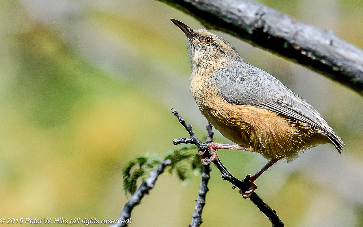 Crombec Red-Faced (Sylvietta whytii) - Botswana - World Bird Photos