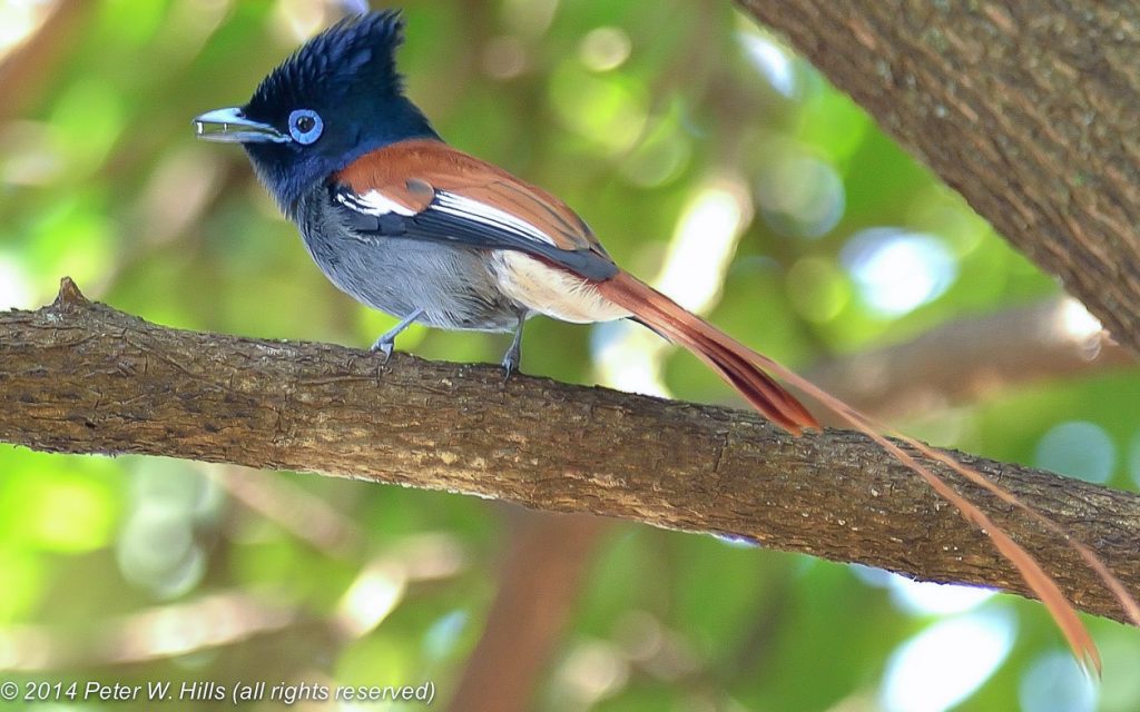 Flycatcher African Paradise (Terpsiphone viridis) male - Kenya - World ...