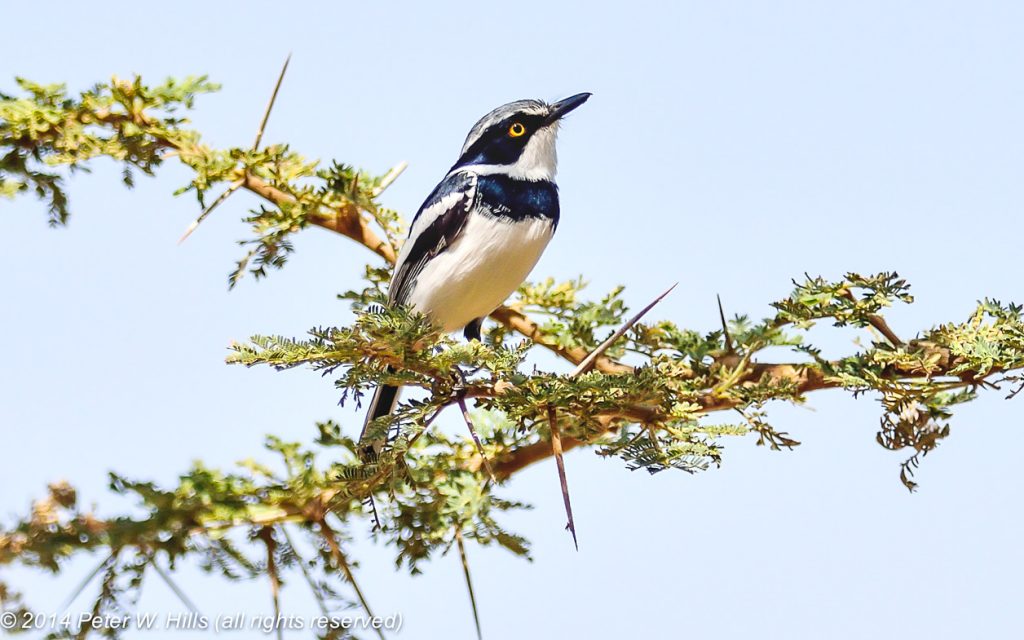 Batis Grey-Headed (Batis orientalis) male - Ethiopia - World Bird Photos