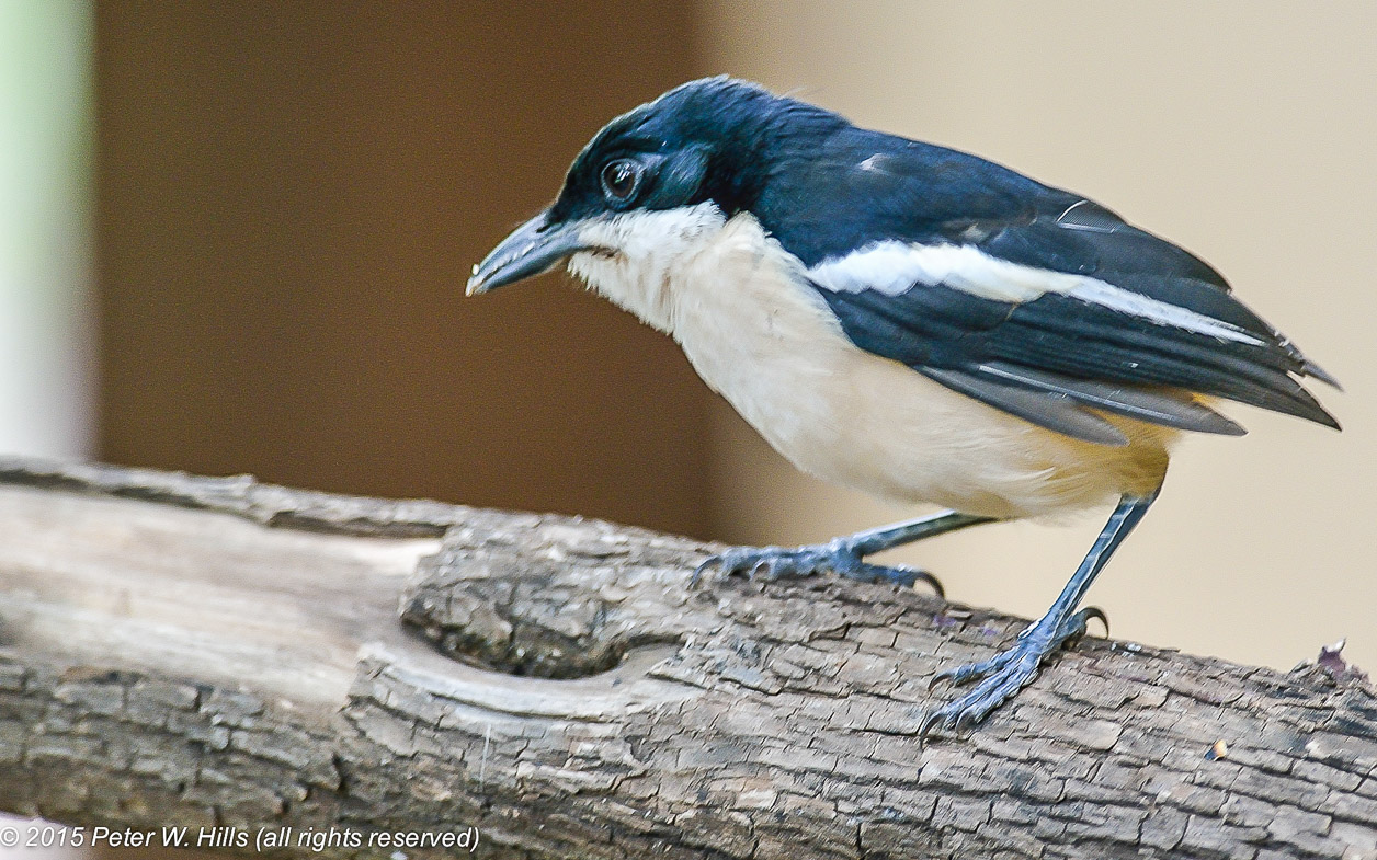 Boubou Tropical (Laniarius major) less tail - Botswana - World Bird Photos