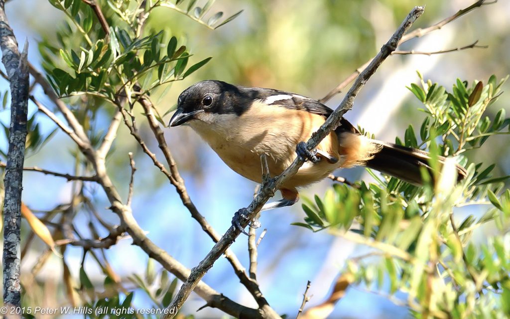 Boubou Southern (Laniarius ferrugineus) - Cape West South Africa ...