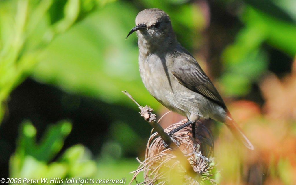 Sunbird Dusky (Cinnyris fuscus) male - Cape West South Africa - World ...