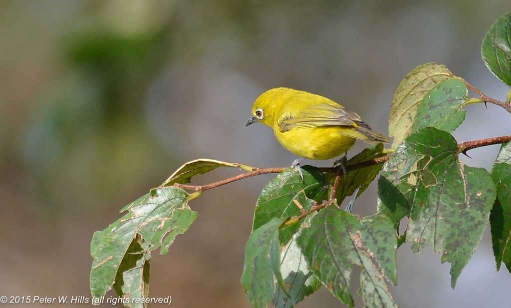 White-Eye African Yellow (Zosterops senegalensis) - Southern Province ...