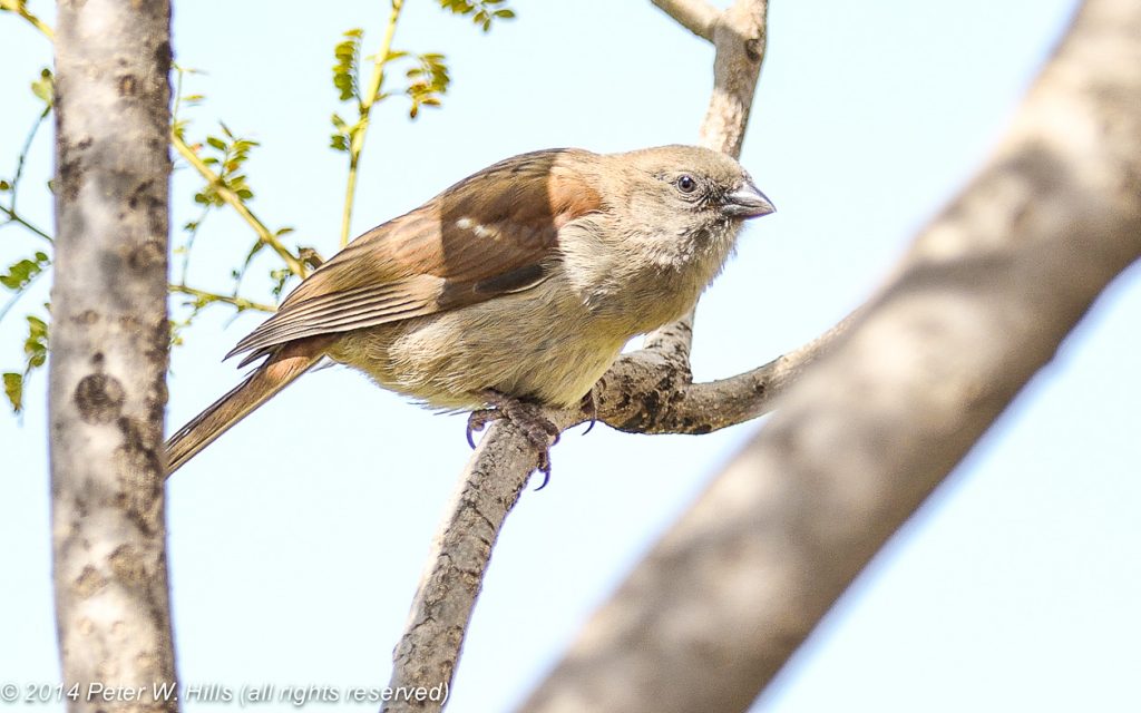 Sparrow Swainson's (Passer swainsonii) endemic - Ethiopia - World Bird ...
