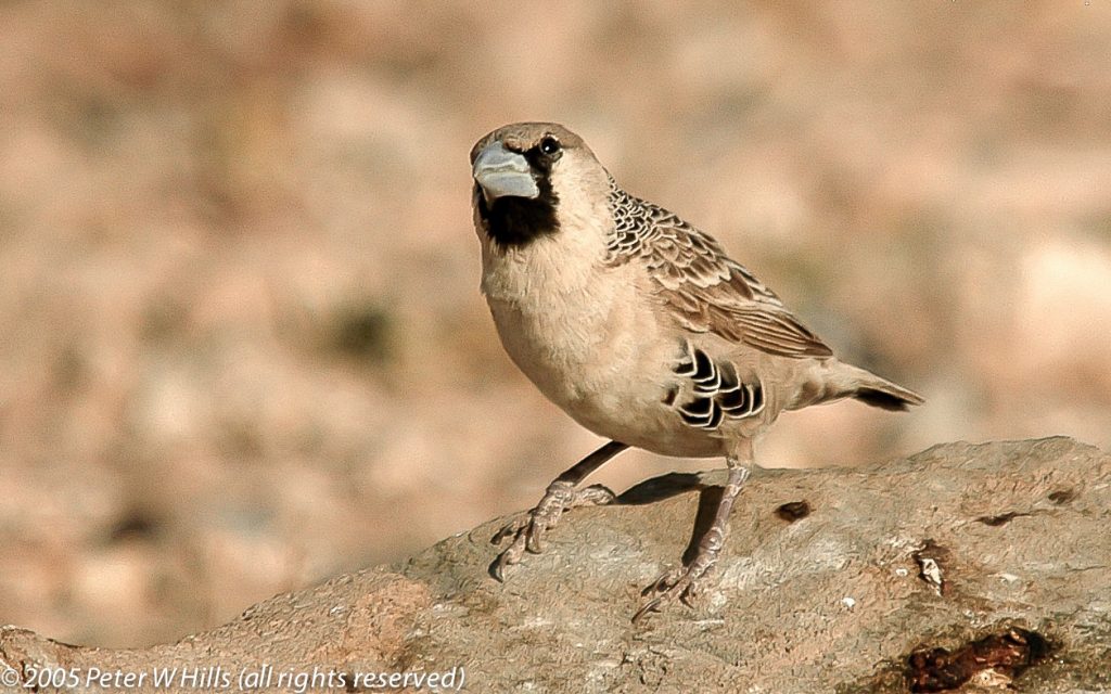 Weaver Sociable (Philetairus socius) adult - endemic - Namibia - World ...