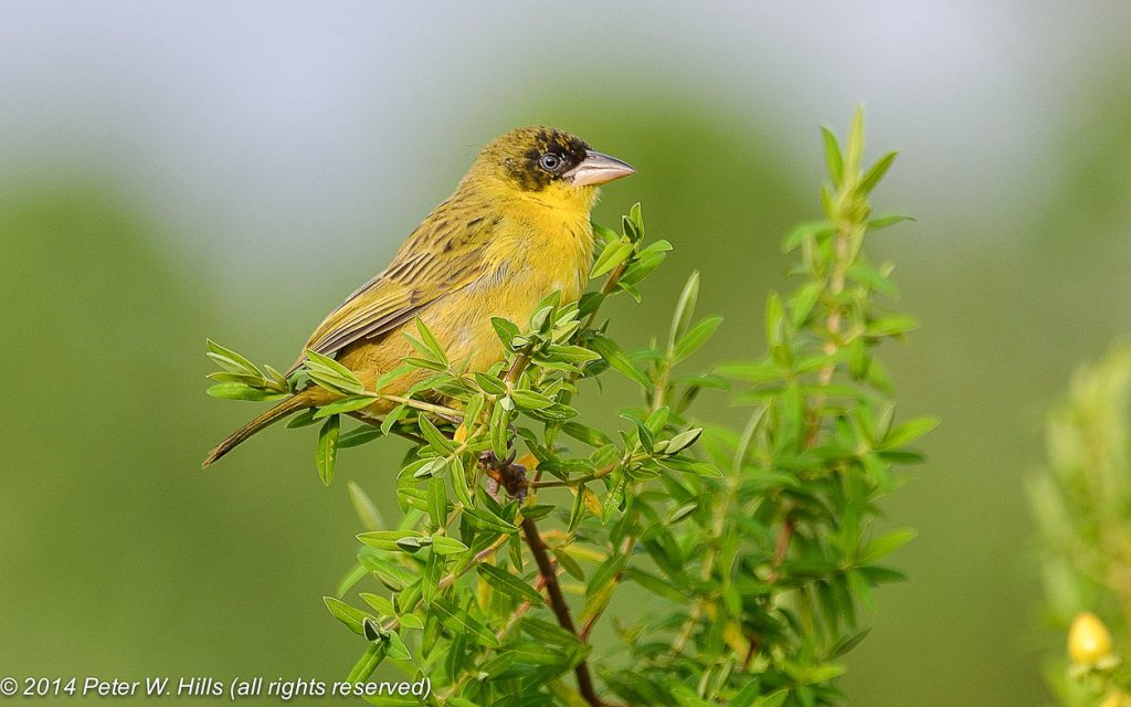Weaver Baglafecht (Ploceus baglafecht) juvenile - Rwanda - World Bird ...