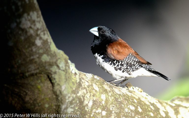 Mannikin Red-Backed (Lonchura nigriceps) male - Kruger NP South Africa ...
