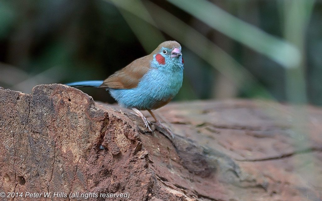Cordon-bleu Red-Cheeked (Uraeginthus bengalus) male - Kenya - World ...