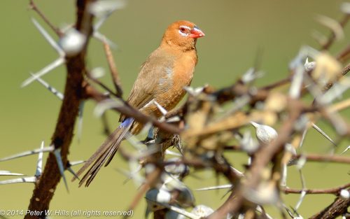 Grenadier Purple (Uraeginthus ianthinogaster) female - near endemic ...