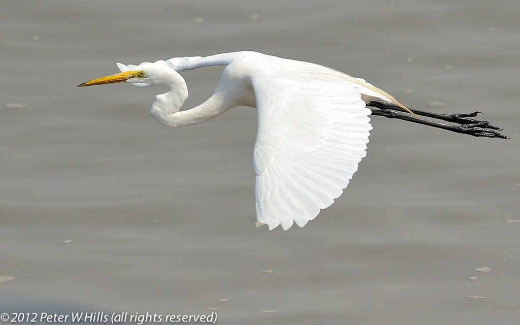 Egret Intermediate (Egretta intermedia) non-breeding in flight - India ...