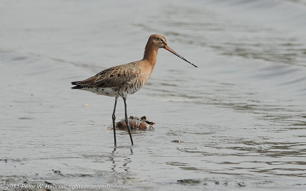 Godwit Black-Tailed (Limosa limosa) male breeding - India - World Bird ...