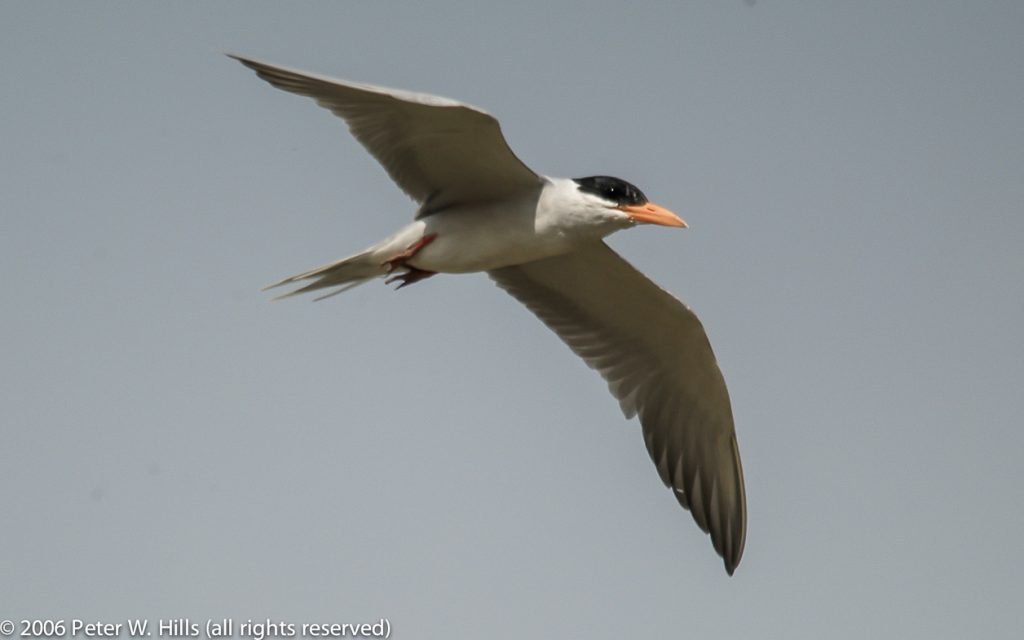 Tern River (Sterna aurantia) in flight - India - World Bird Photos